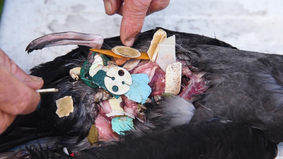 Oceans: The Perils of Plastic Part 2 | Green News Update