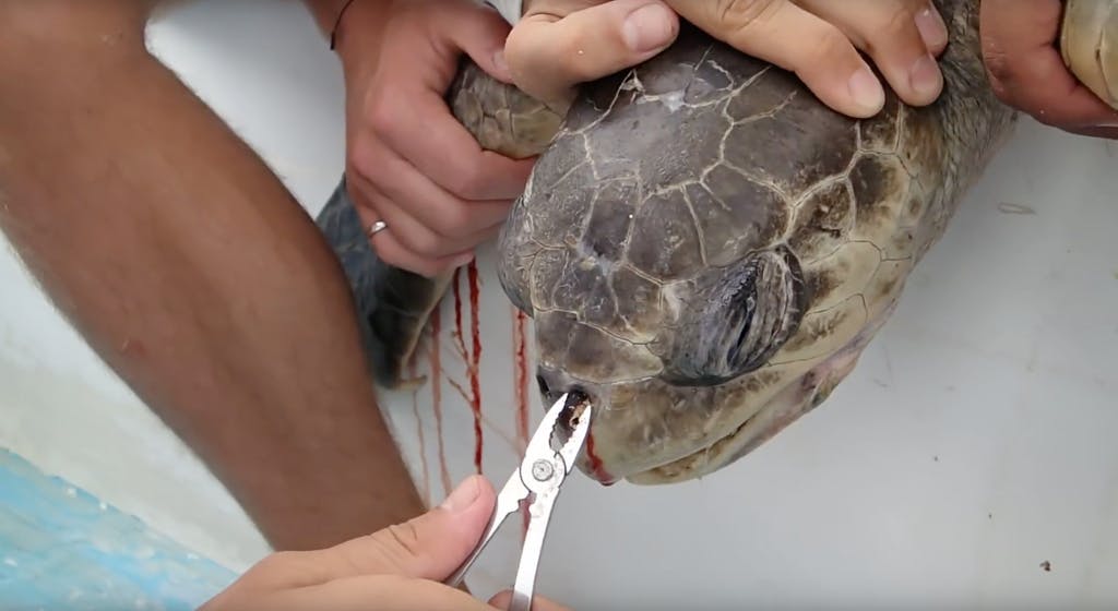Plastics Update – New Frontline Documentary | Green News Update